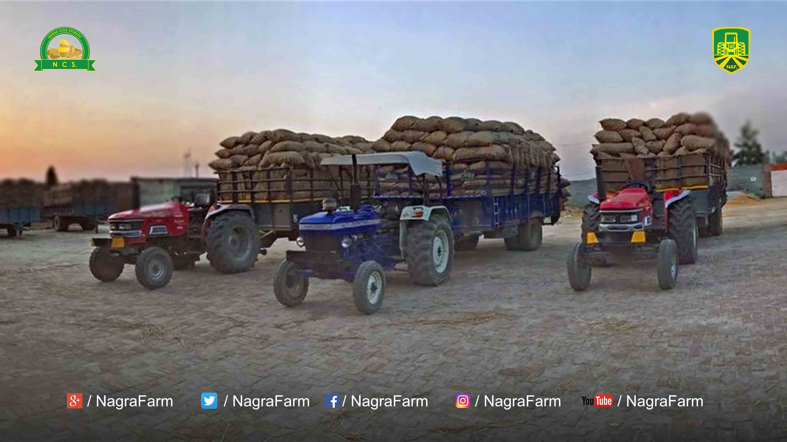 Nagra Agri Farm NAF Producer Of No 1 Quality Potatoes Nagra Agri Farm NAF Producer Of No 1 Quality Potatoes